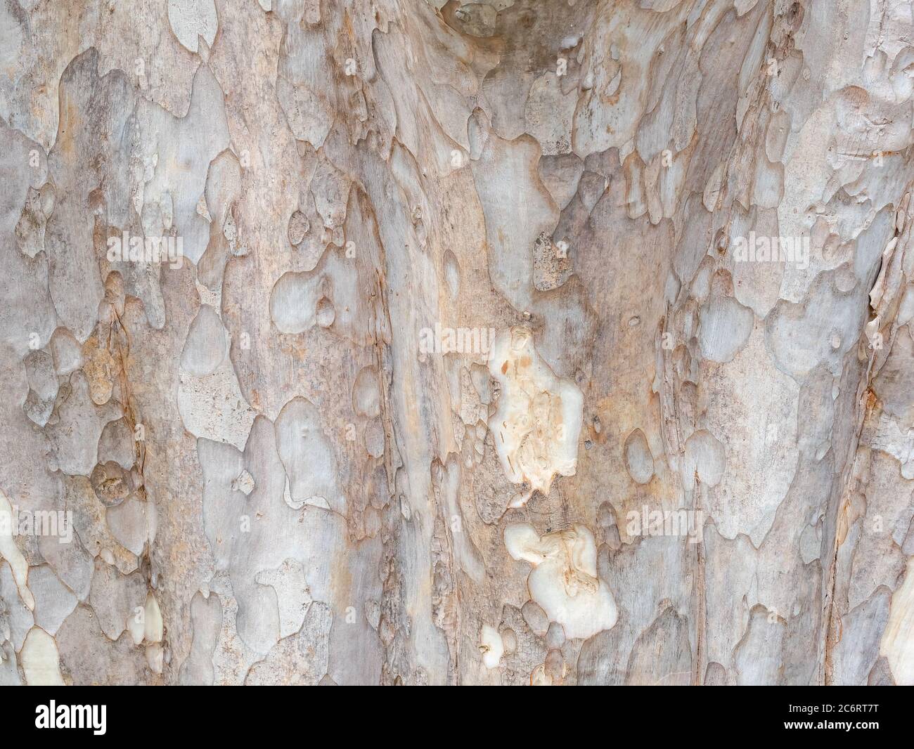 full frame bark of tree for natural background and texture Stock Photo ...