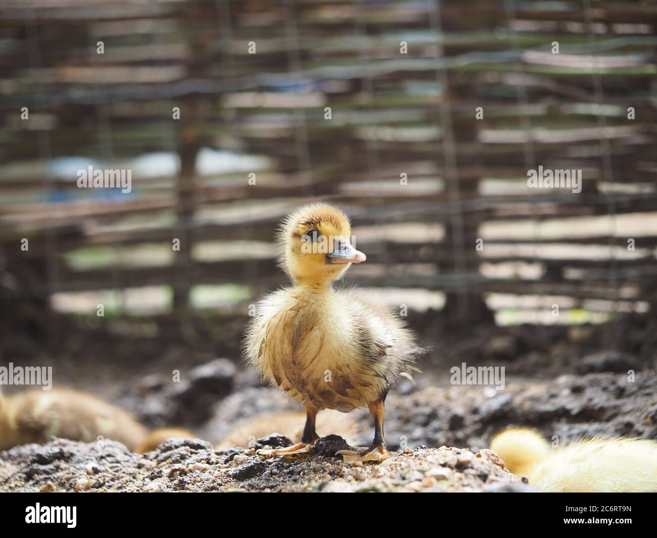 Little ducklings hi-res stock photography and images - Alamy