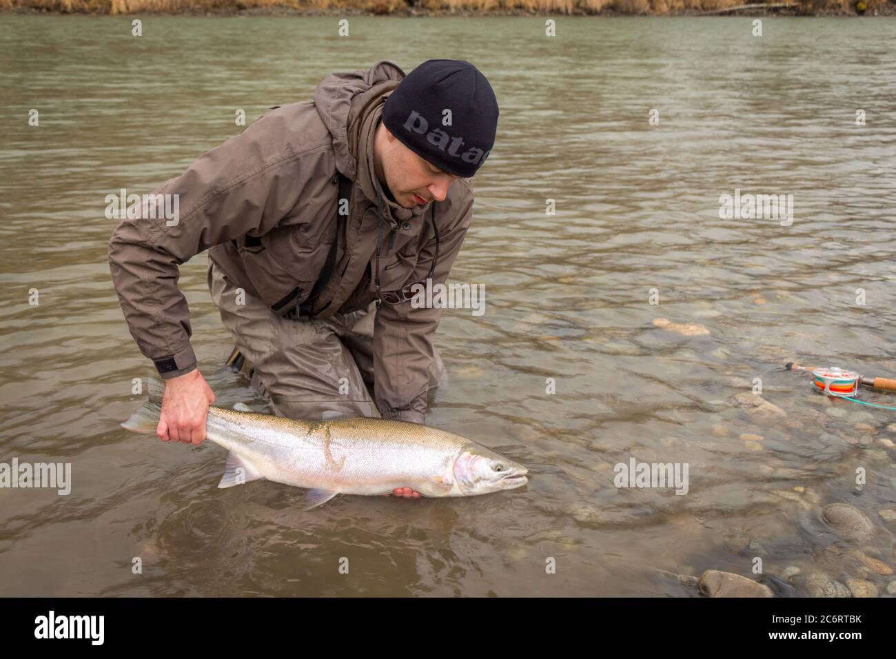 An angler releasing a steelhead, rainbow trout, back into the Kalum ...