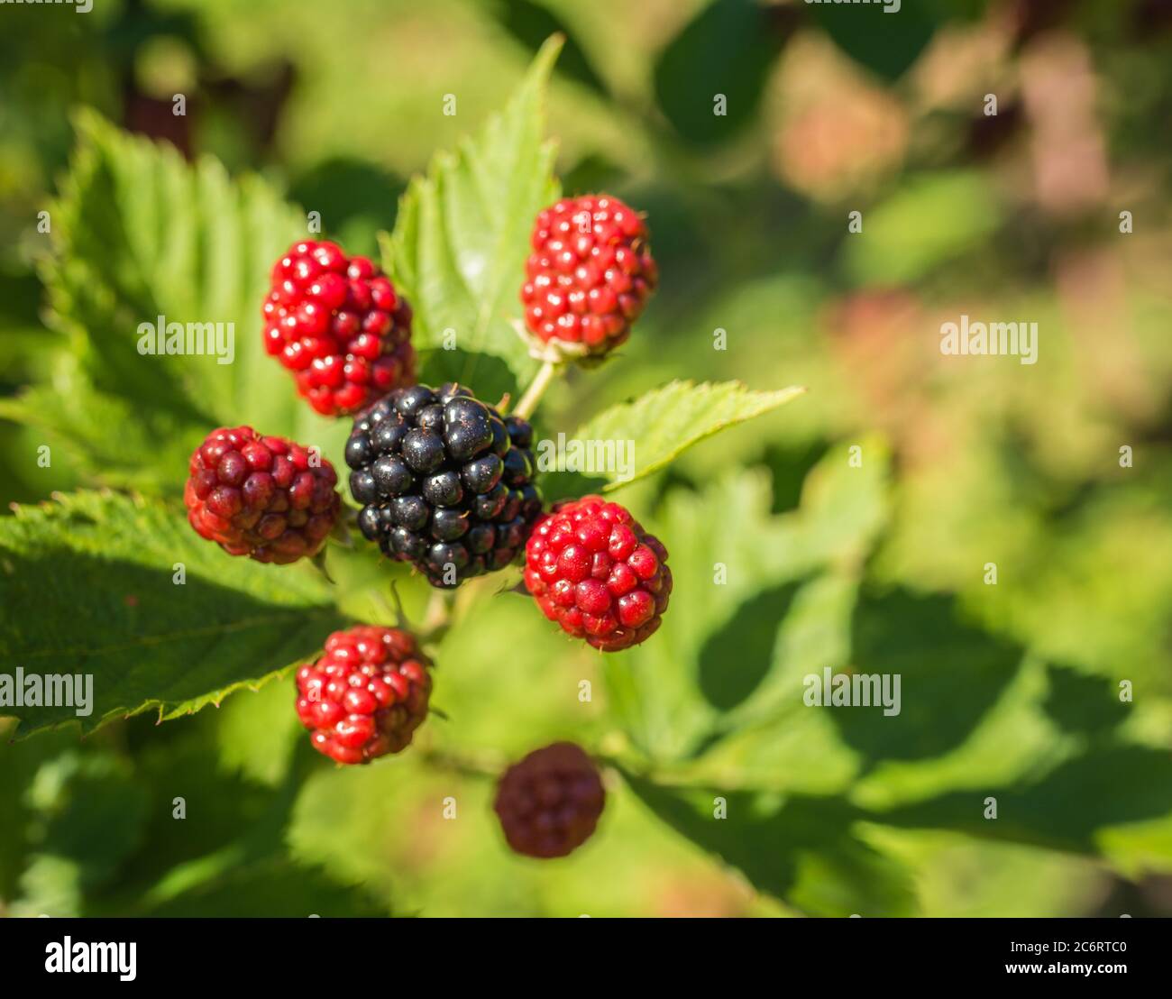 Ripe fuits of morus nigra hi-res stock photography and images - Alamy