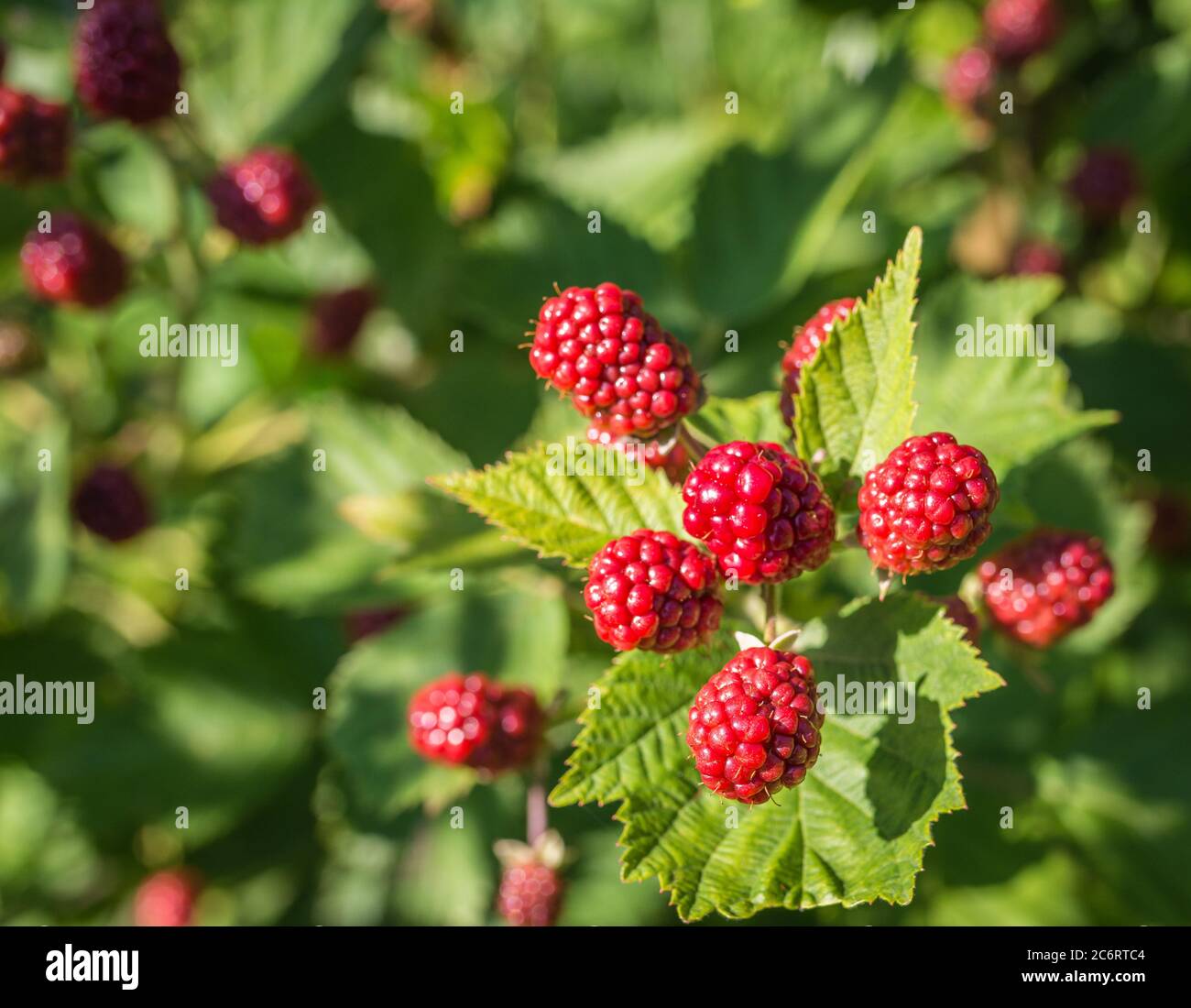 Morus nigra hi-res stock photography and images - Alamy