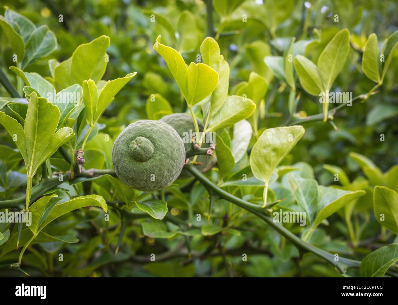 Citrus trifoliata or wild lemon is an attractive plant, blooms in the ...