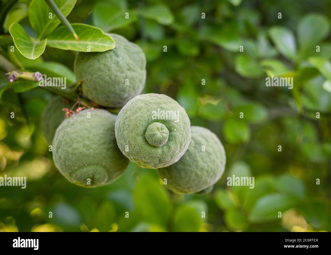 Citrus trifoliata or wild lemon is an attractive plant, blooms in the ...