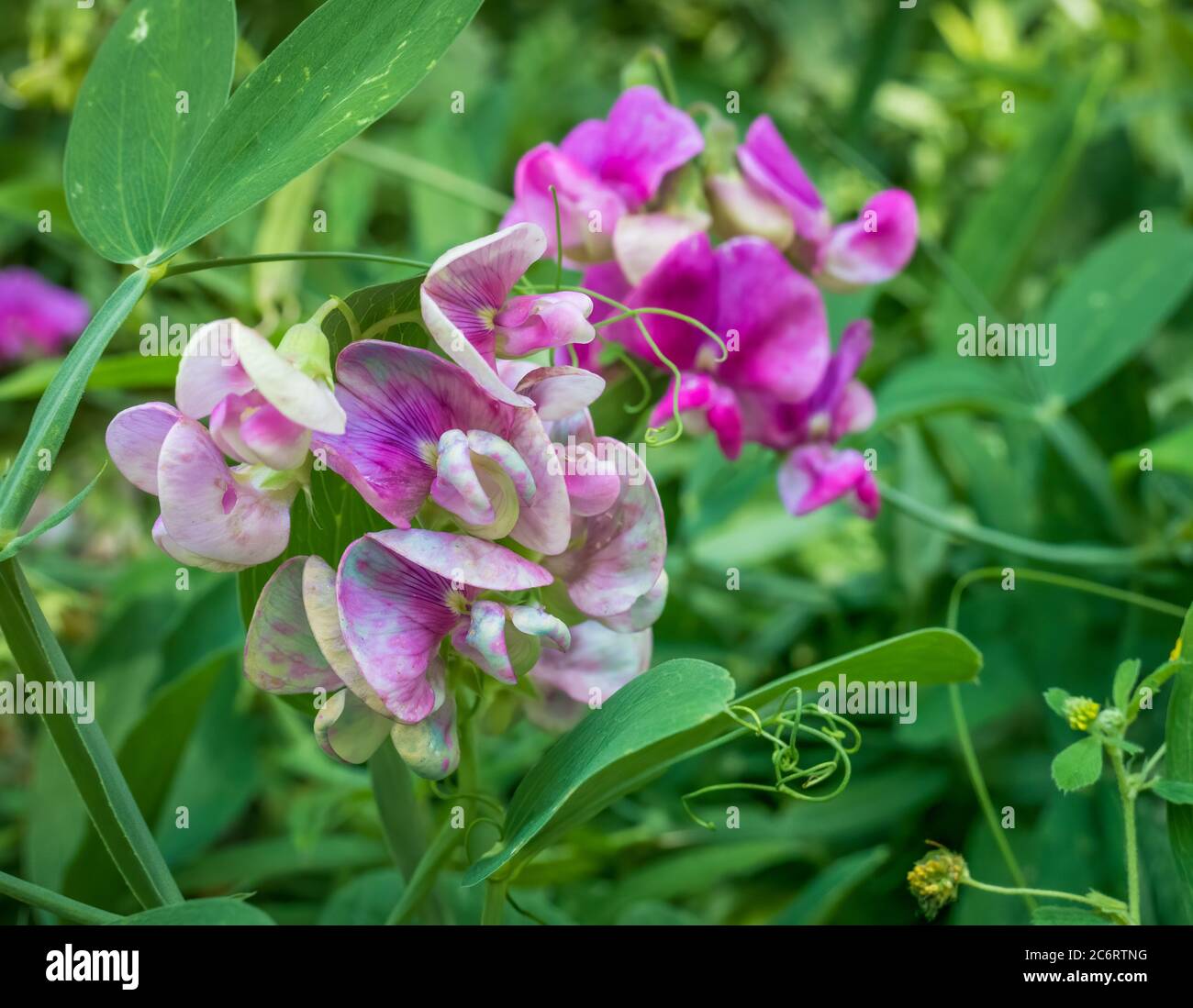 Purple flower Lathyrus tuberosus also known as the tuberous pea with ...