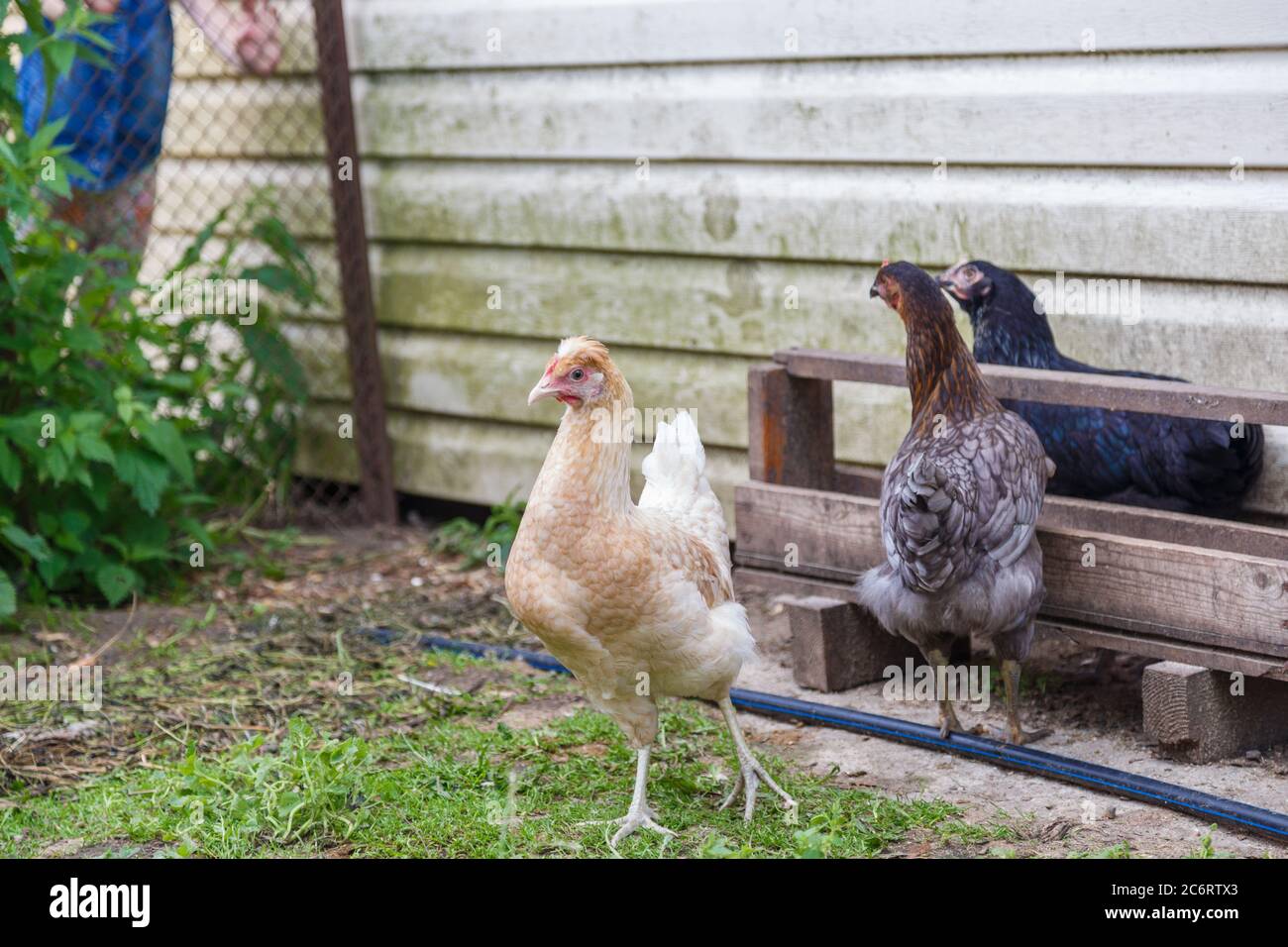 Chickens walk in the pen. Beautiful gray, beige and black hens behind ...