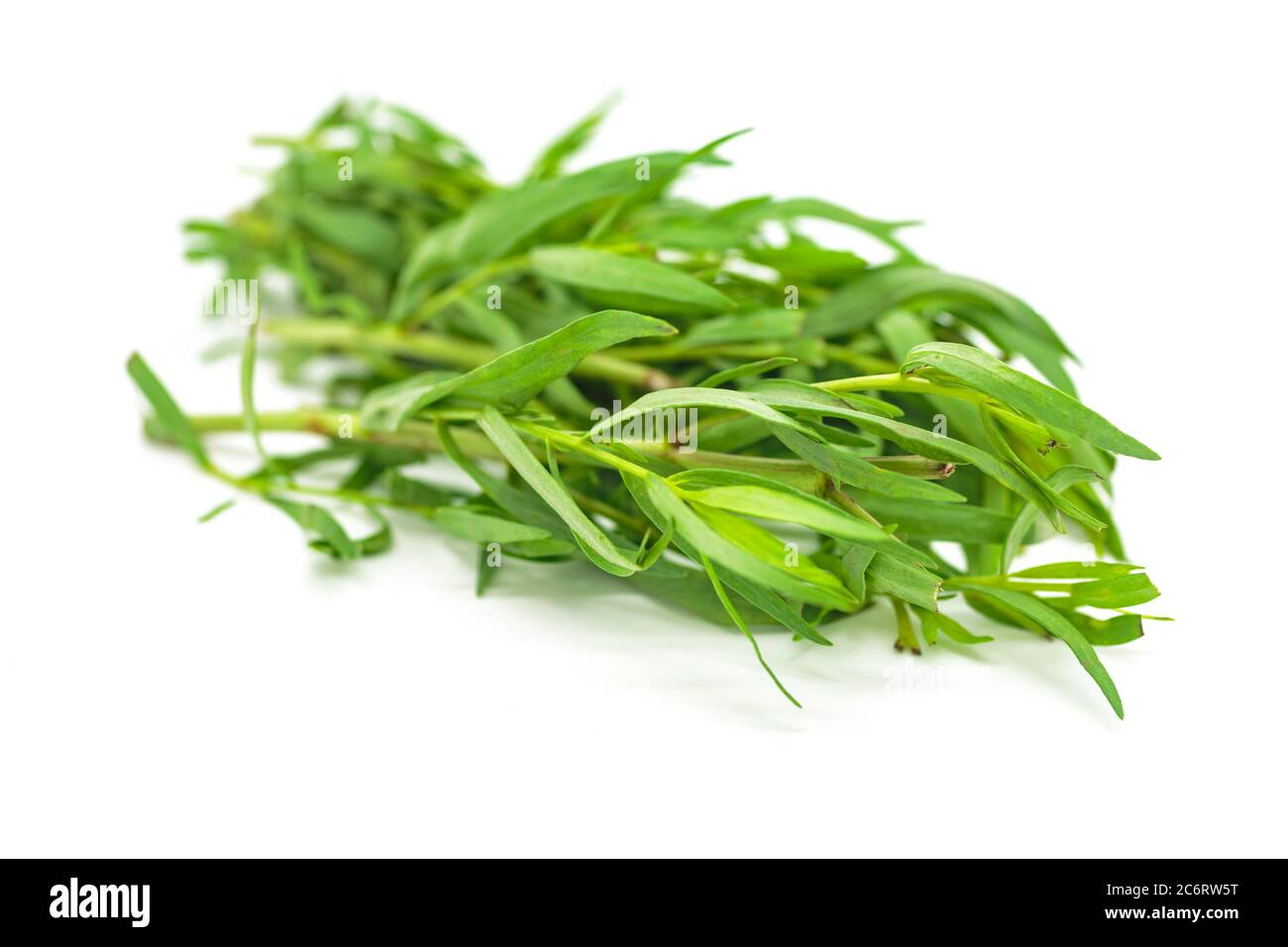 Tarragon leaves Cut Out Stock Images & Pictures - Alamy