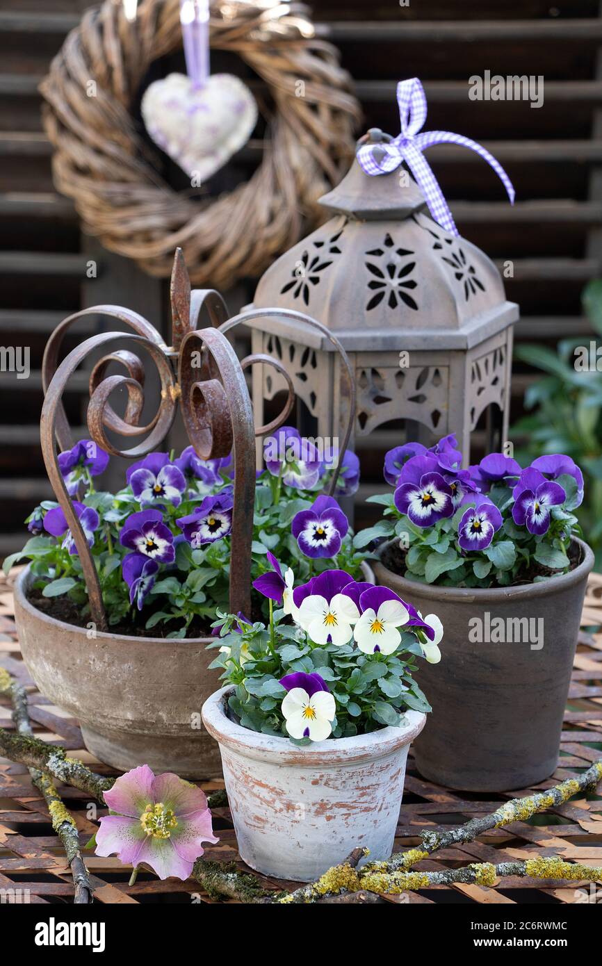 spring garden decoration with purple viola flowers in terracotta pots ...