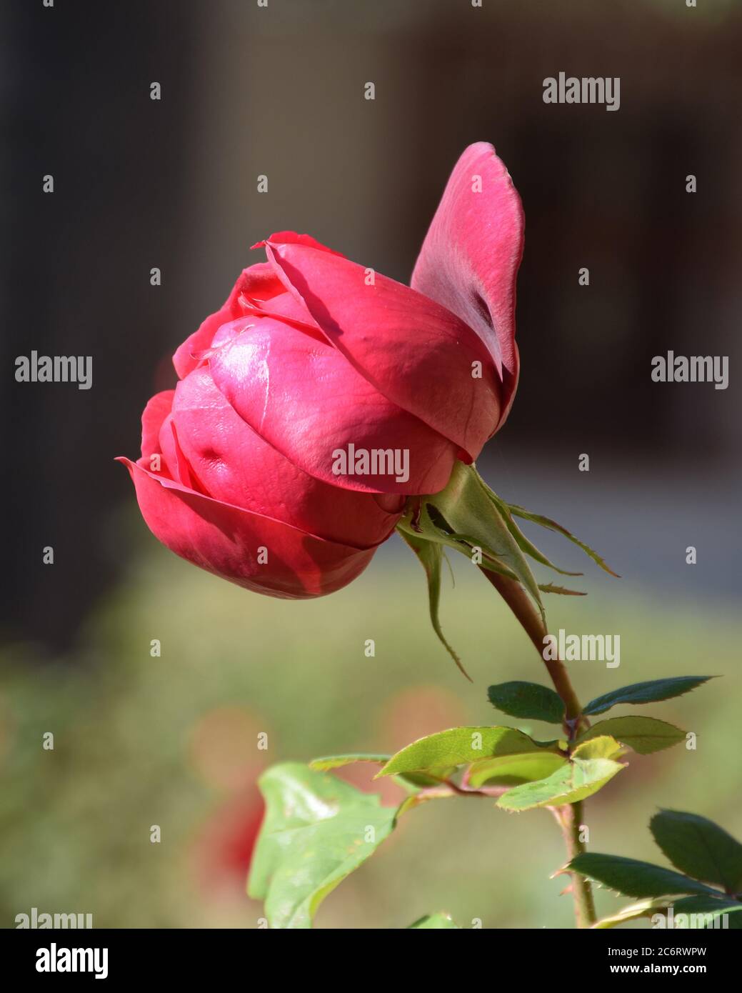 Red rose flowering in a rose garden in Santa Barbara Stock Photo - Alamy