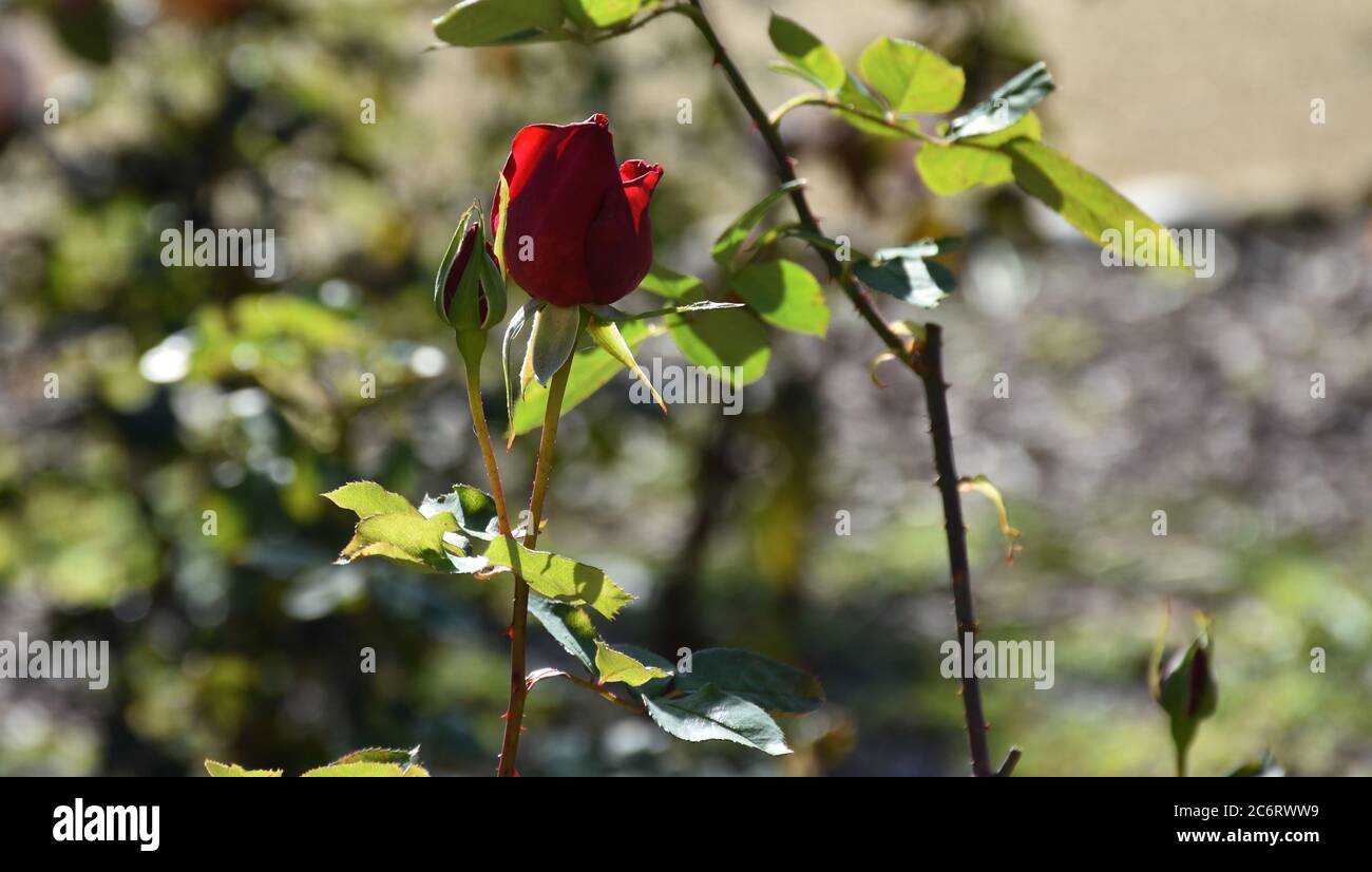 Pretty budding red rosebush flowering in a garden Stock Photo - Alamy