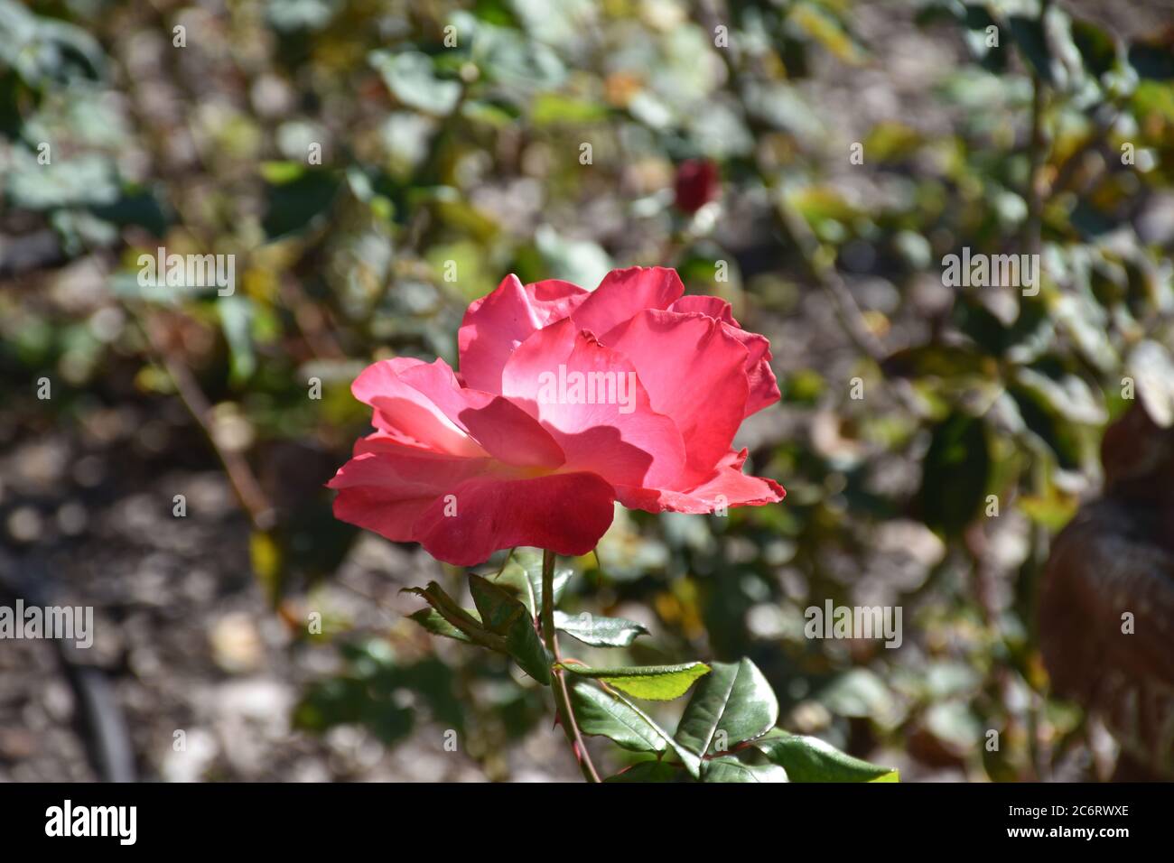Attractive light red rose blossom blooming in a garden Stock Photo - Alamy