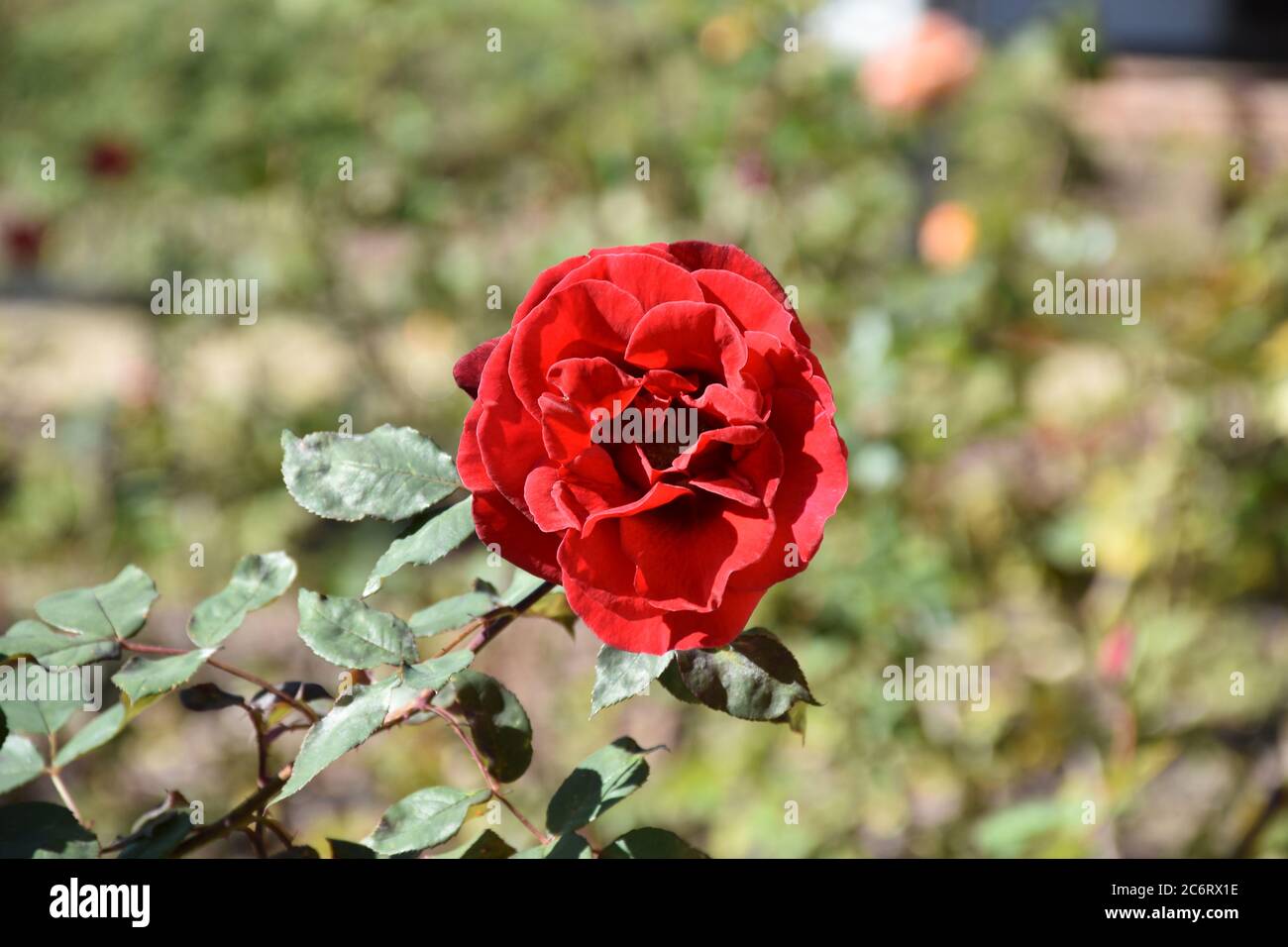 Santa barbara rose garden hi-res stock photography and images - Alamy