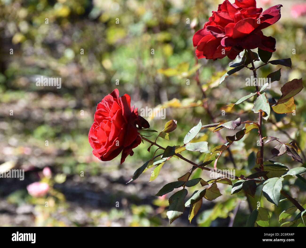 Beautiful garden with a flowering red rosebush blooming Stock Photo - Alamy