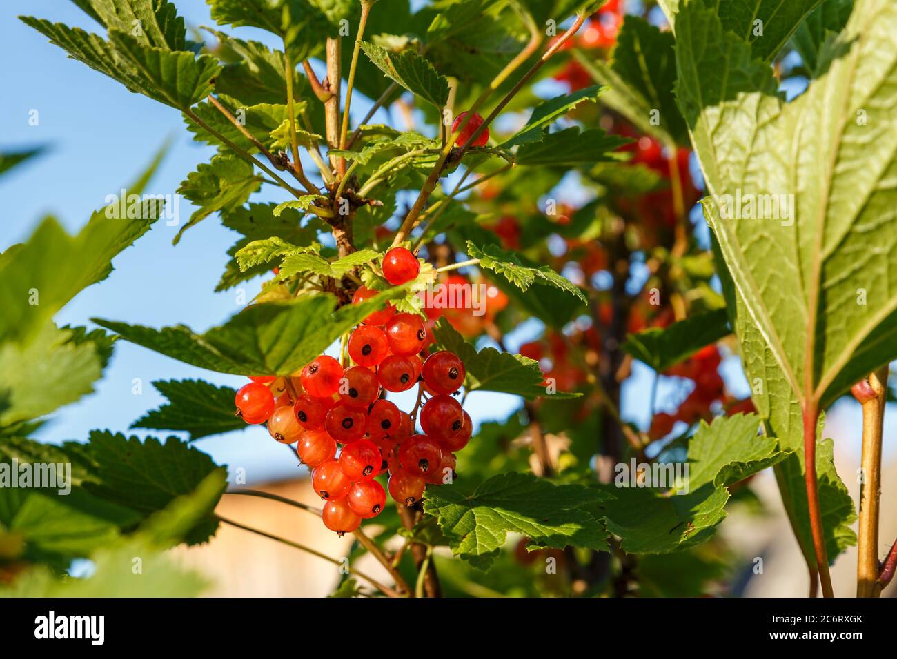 Red currant bush hi-res stock photography and images - Alamy