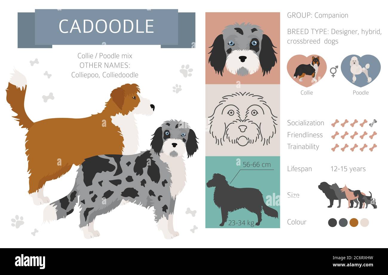 Cadoodle Puppies