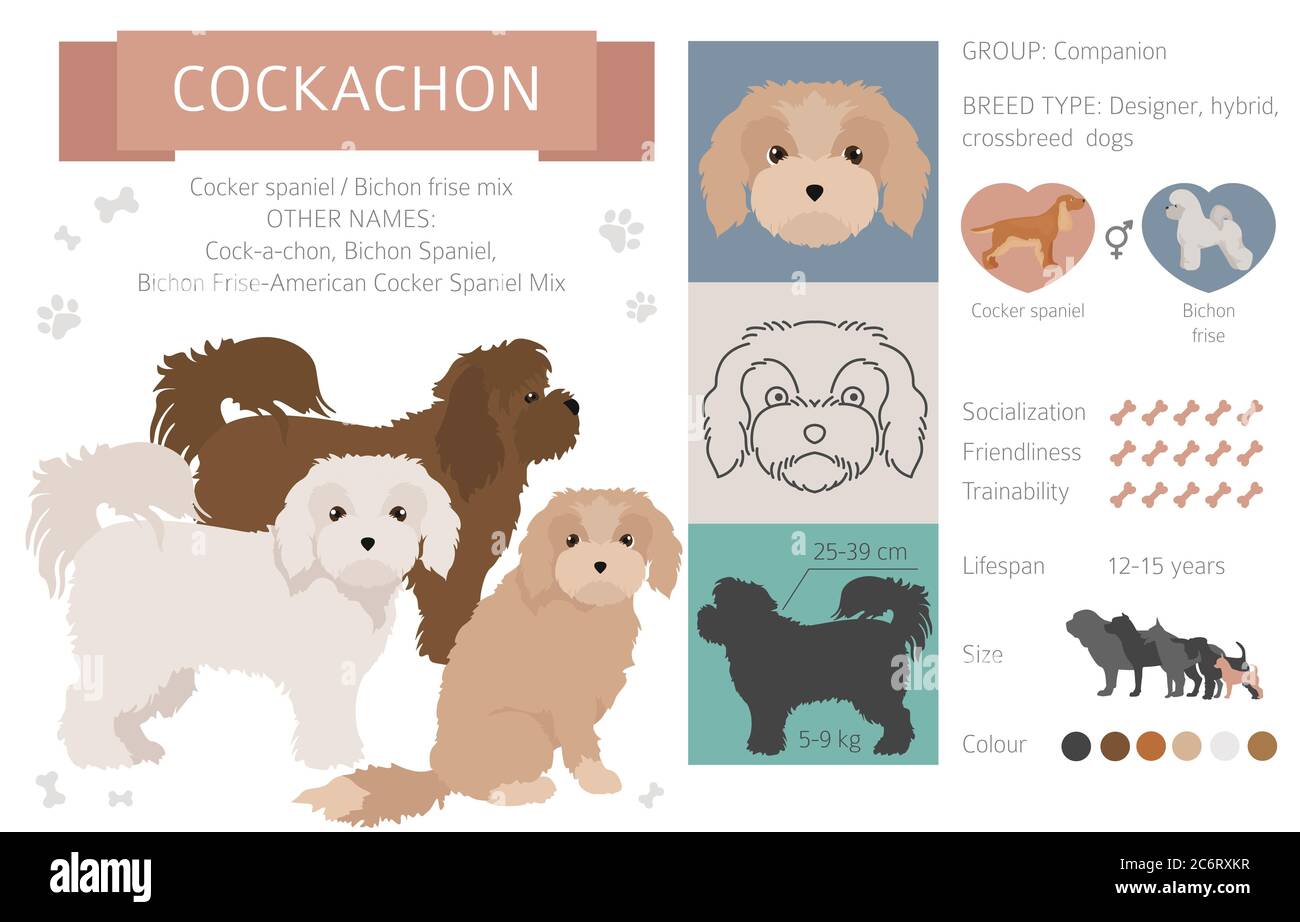 Designer dogs, crossbreed, hybrid mix pooches collection isolated on ...