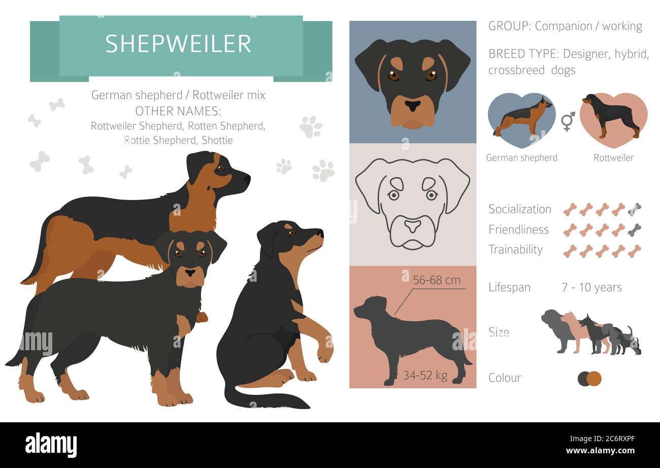 Designer dogs, crossbreed, hybrid mix pooches collection isolated on ...