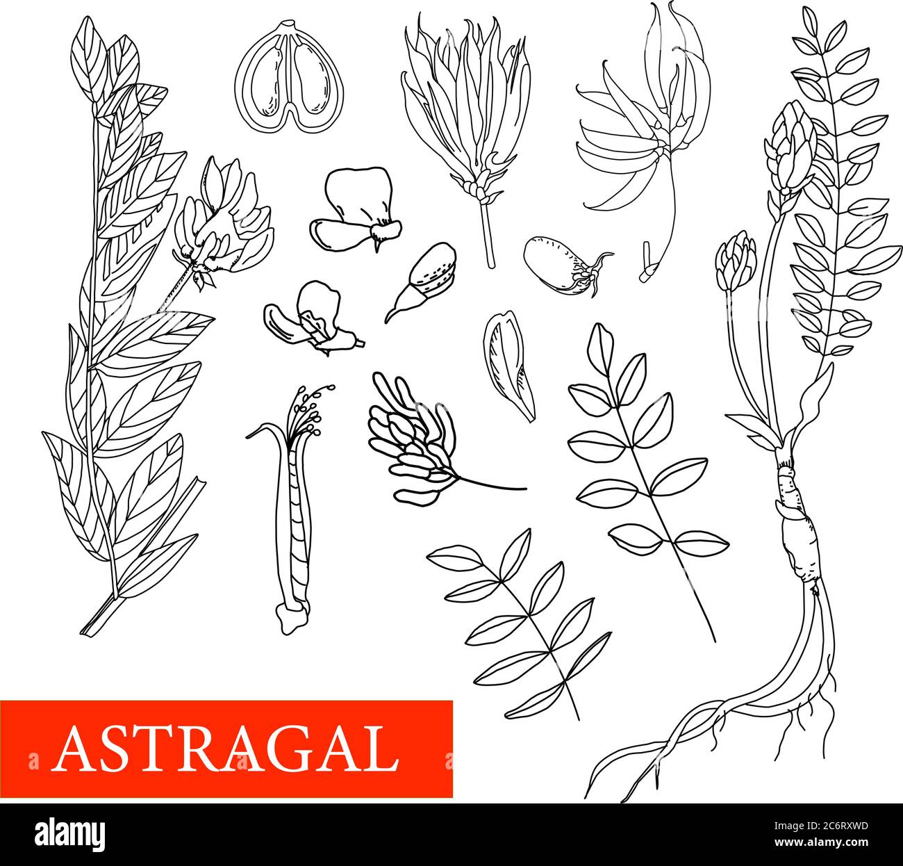 Astragalus. medicinal plants. Wildflowers. vector illustration ...
