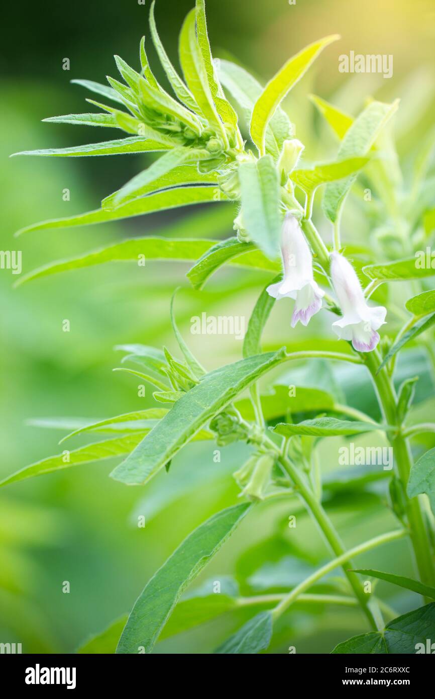 Closeup the white flower of sesame on a tree in blur background and ...