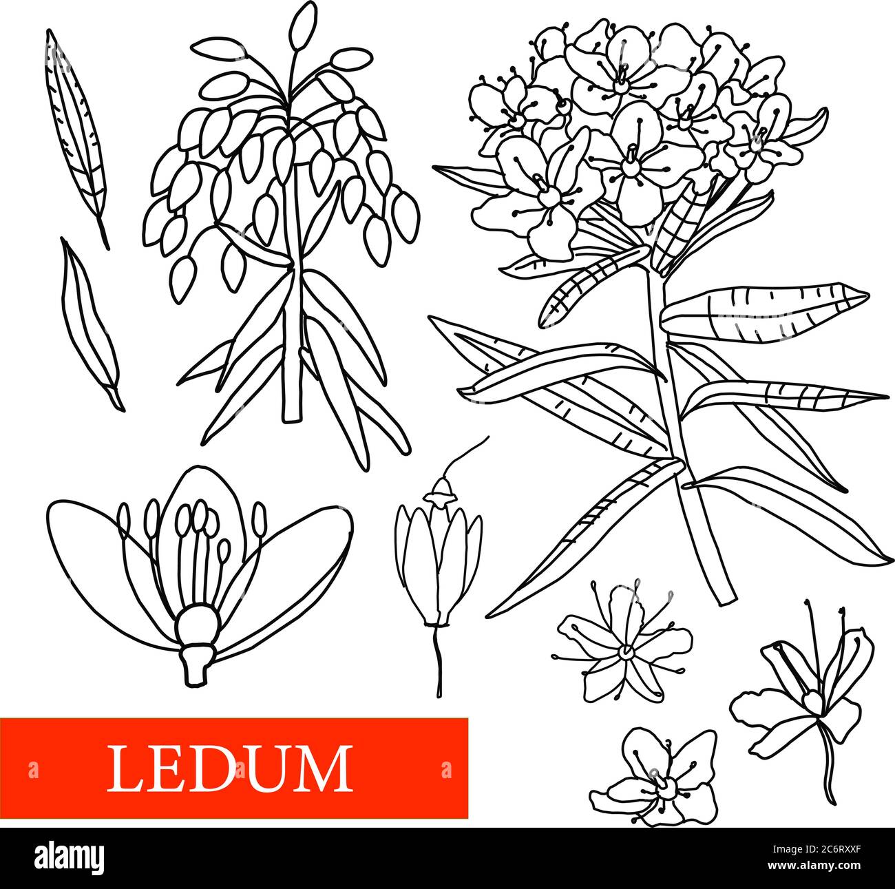 Ledum. medicinal plants. Wildflowers. vector illustration. Botanical ...