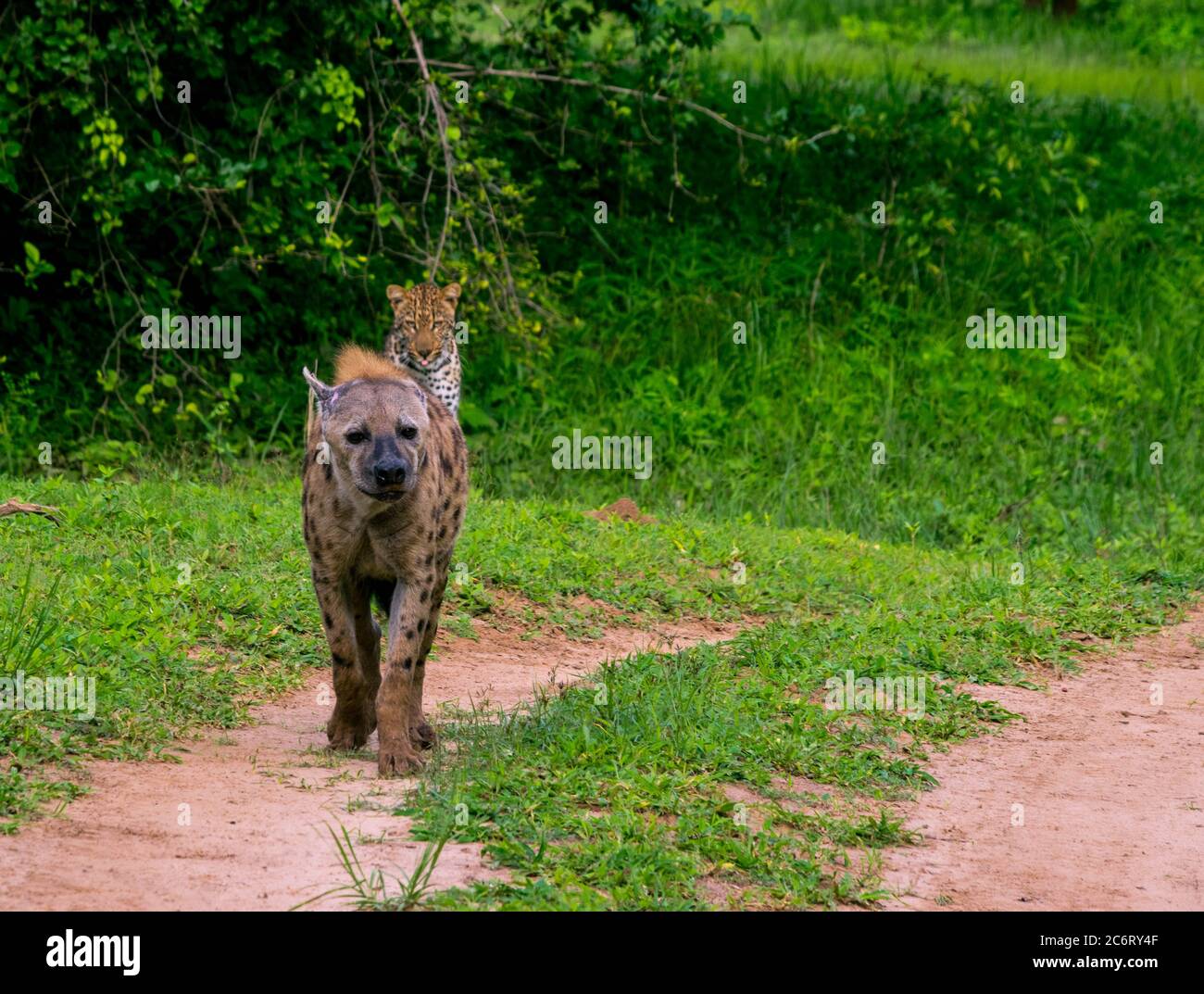 A leopard and Hyena had some interaction in Zambia Stock Photo - Alamy