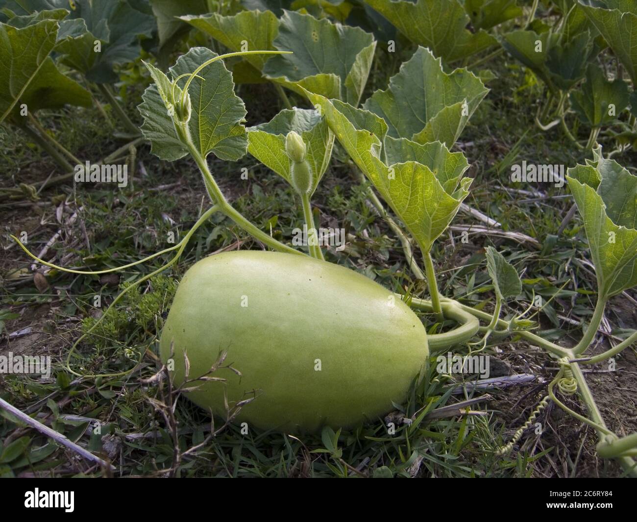 The bottle gourds have been cultivated since time immemor­ial and they ...