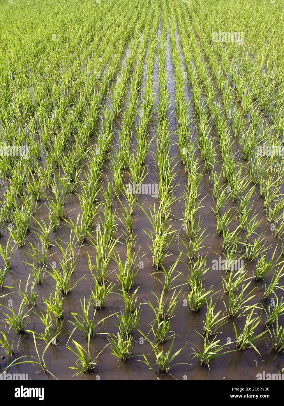 A paddy field is a flooded parcel of arable land used for growing rice ...
