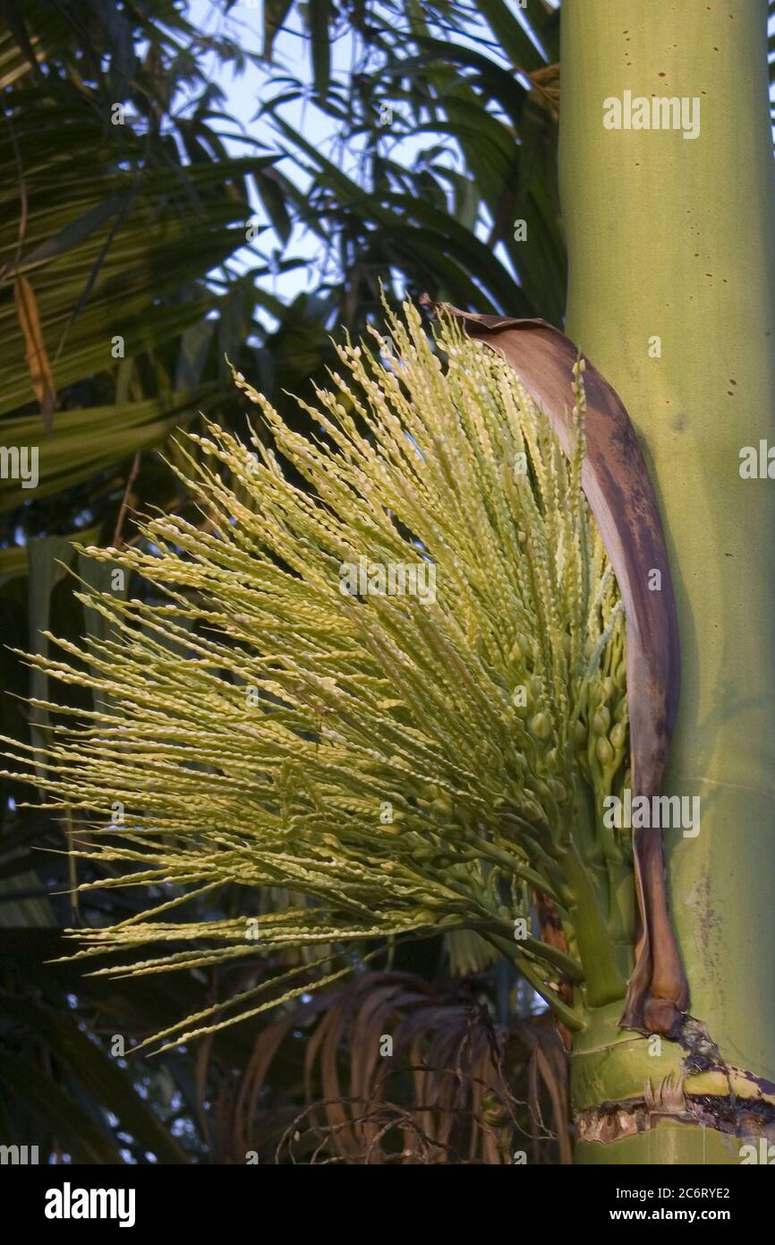 Betel nut blossom, also known as Pinang or Areca nut flower, is the ...