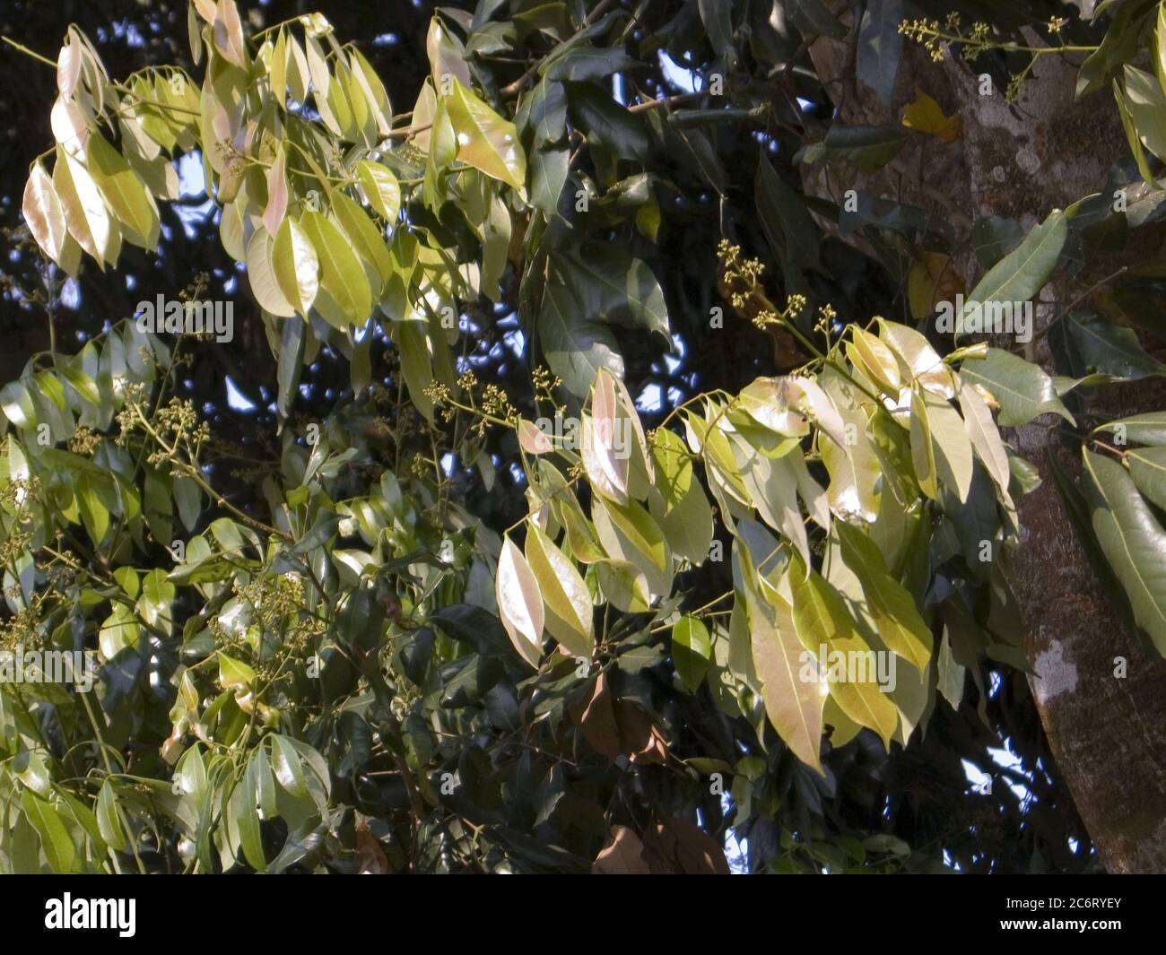 Blooming and Pollination of Lychee:.There are 3 types of flowers appearing in irregular sequence ...