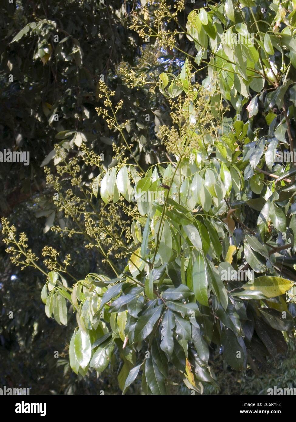 Blooming and Pollination of Lychee:.There are 3 types of flowers appearing in irregular sequence ...