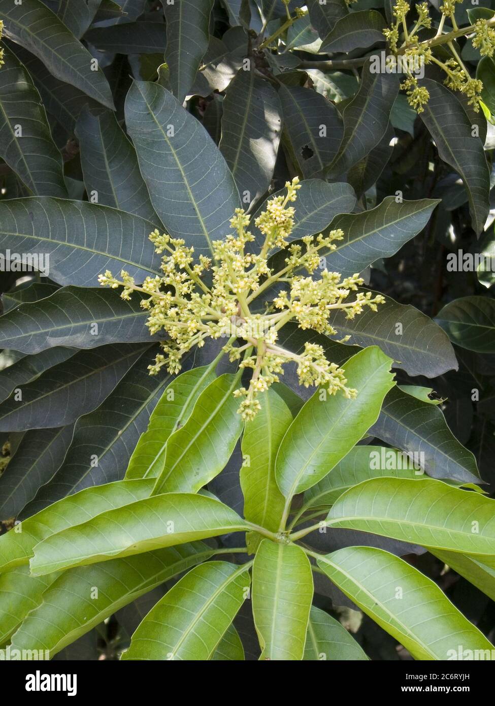 The Mango bloossom/flowers are produced in terminal panicles 10-40 cm ...