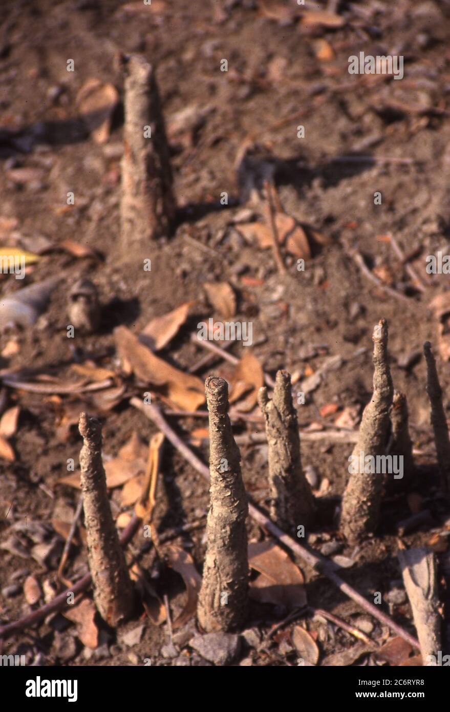 Stiltroots hi-res stock photography and images - Alamy