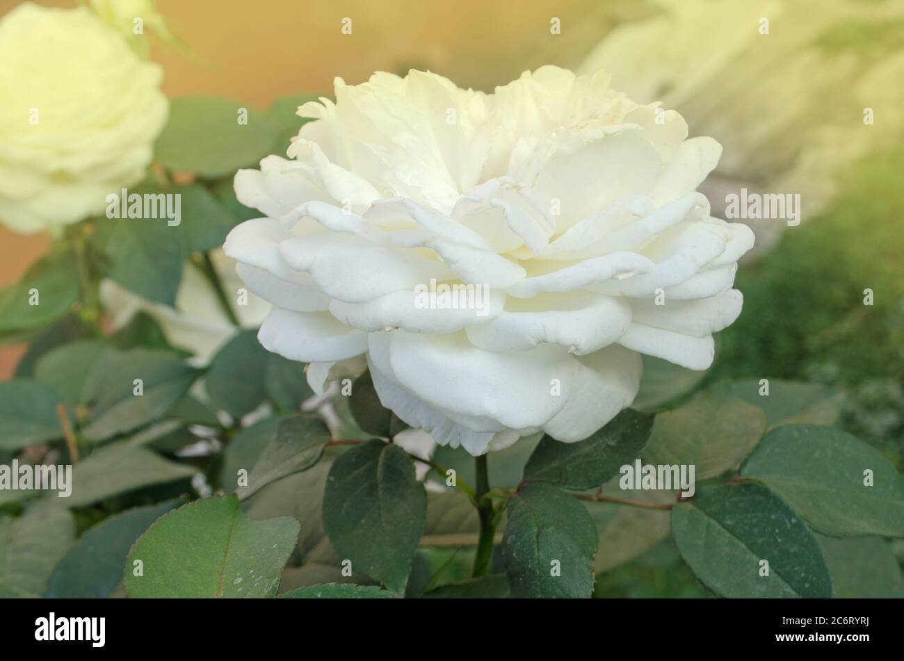 Beautiful white rose. Big white roses in the garden. Snow white rose ...