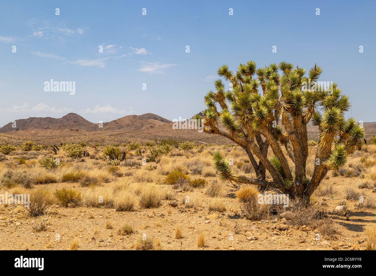 A Joshua tree in the Arizona desert, with a blue sky overhead Stock ...
