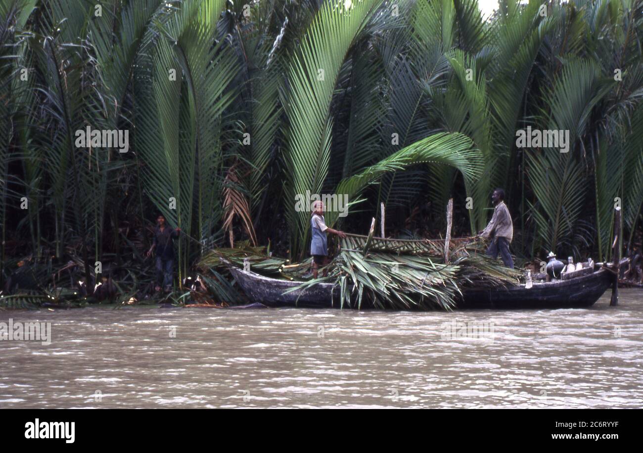 Workers collecting golpata in Sundarban. Golpatas are mainly used by ...