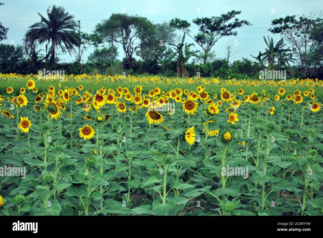 sun flower farming at rural west bengal india Stock Photo - Alamy