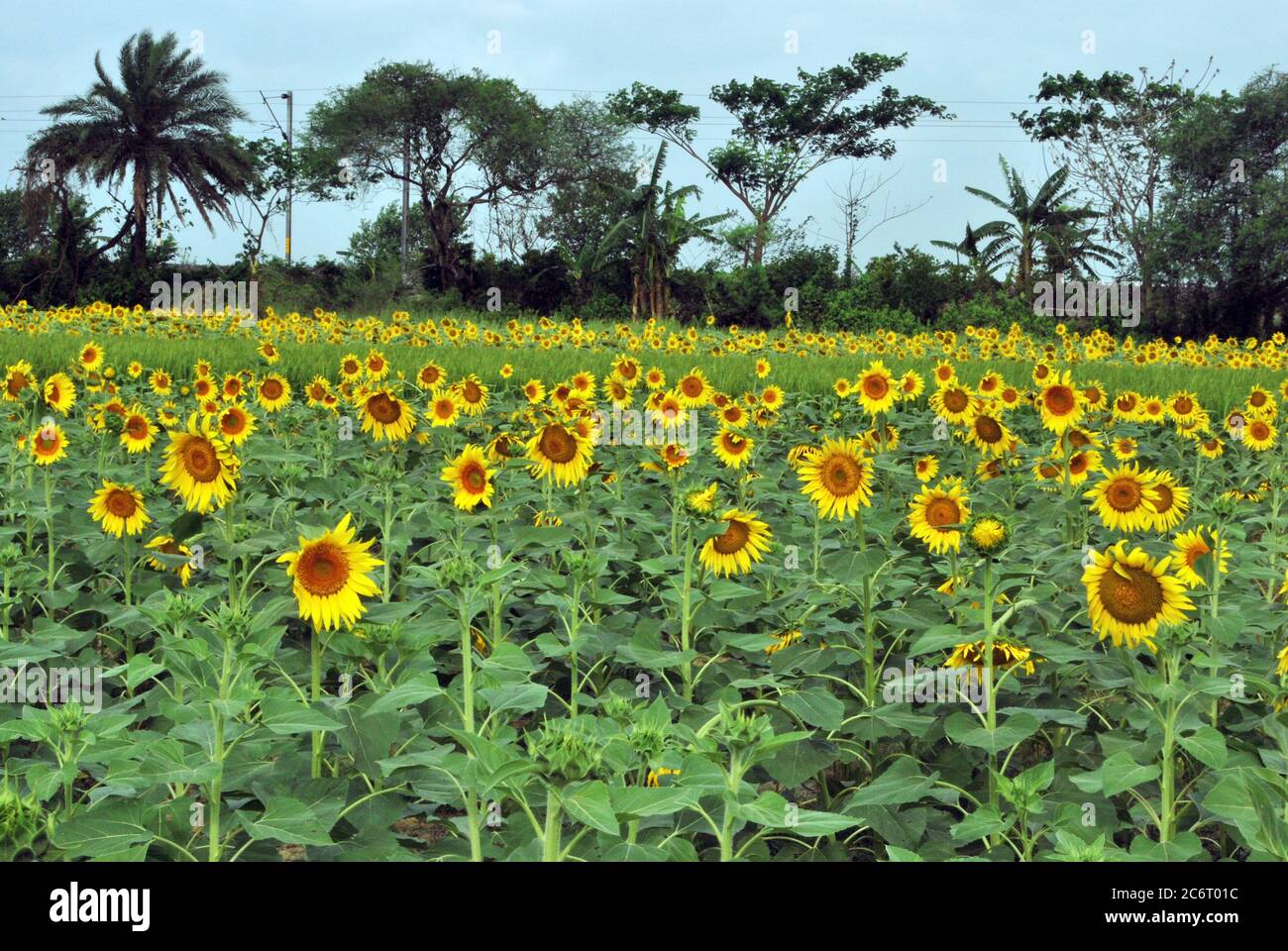 India sunflower hi-res stock photography and images - Alamy
