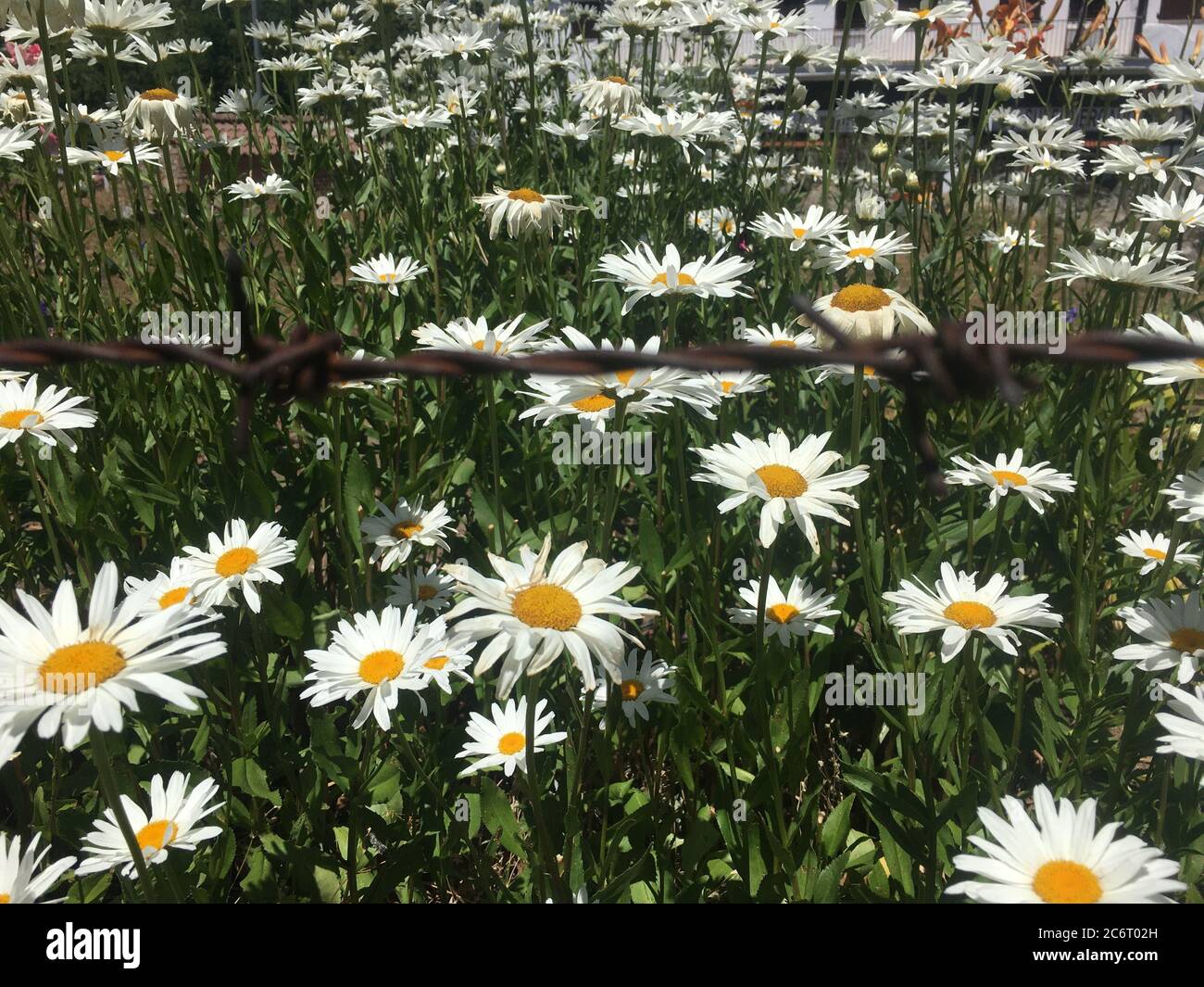 Daisies Field High Resolution Stock Photography and Images - Alamy