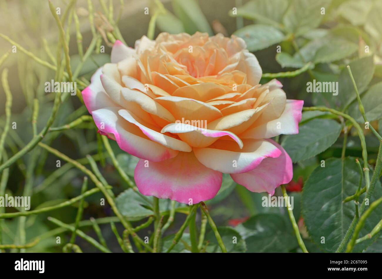 Rose petel change from yellow to pink. Rose Peace growing outdoor Stock ...