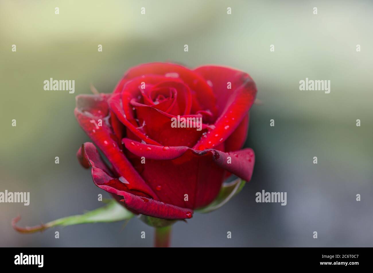 Red rose Barkarole blooming in roses garden. Red rose flower background ...