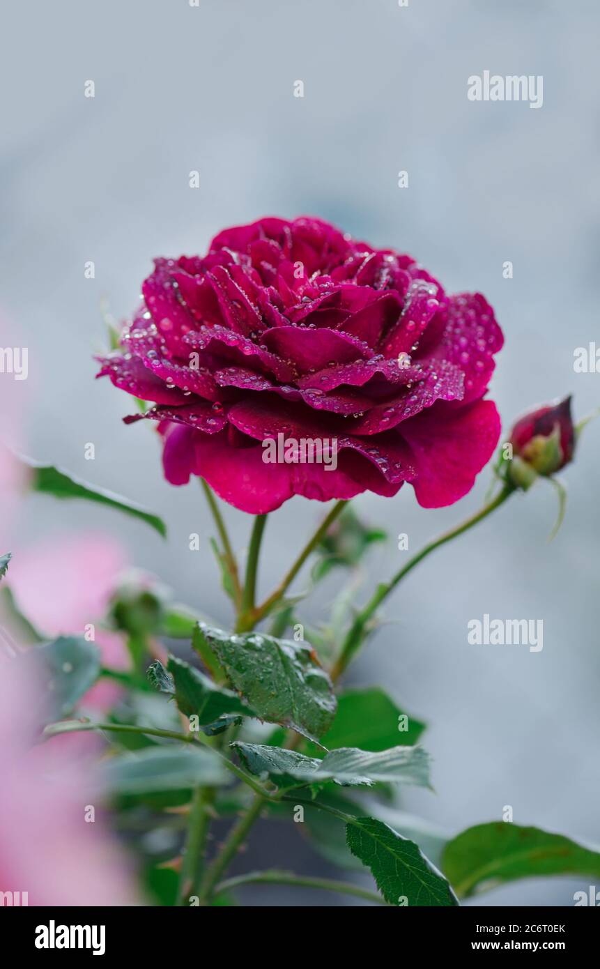 Red rose flower background. Red roses on a bush in a garden. Red rose ...