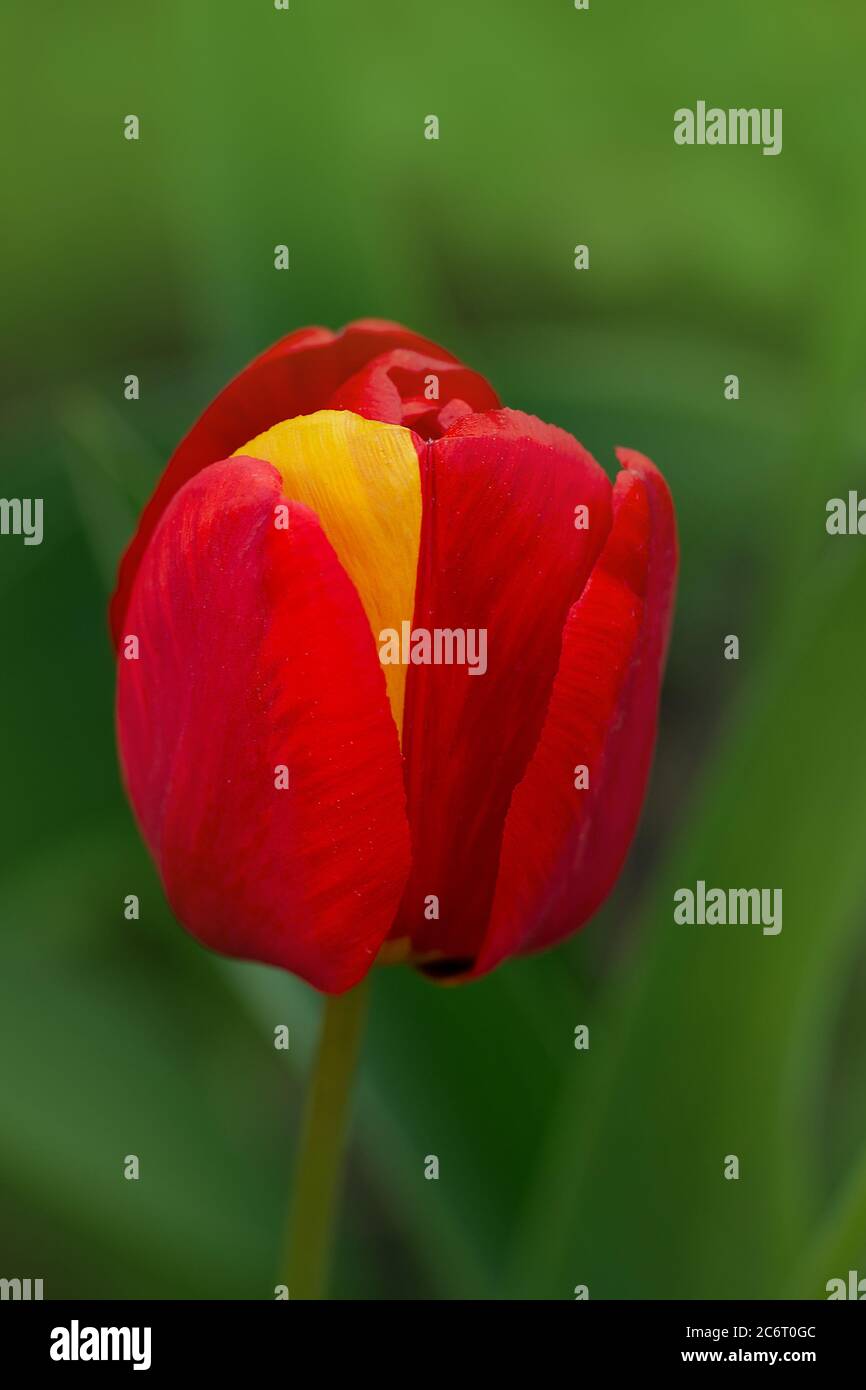 Strange flower mutationю Mutant flower with two colors in a single ...