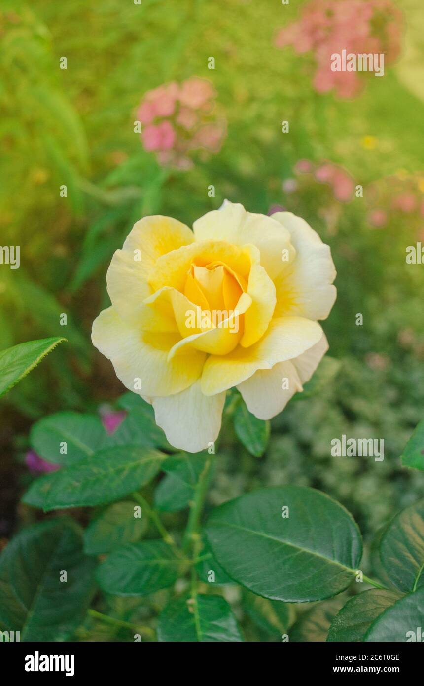 Yellow roses in sunny garden. Beautiful yellow roses. Bush of yellow ...