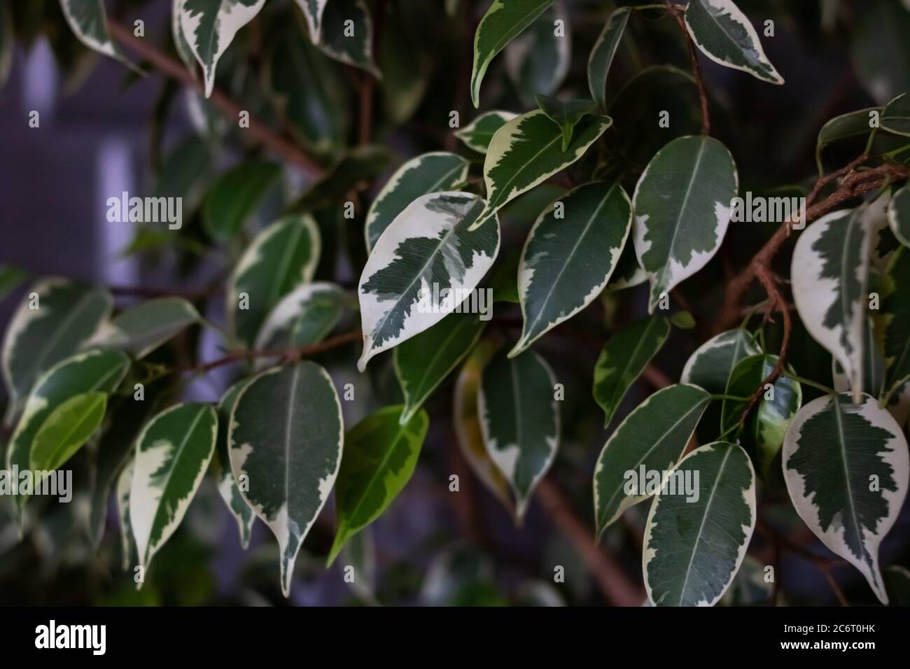 Green triangular leaves of a home plant Stock Photo - Alamy
