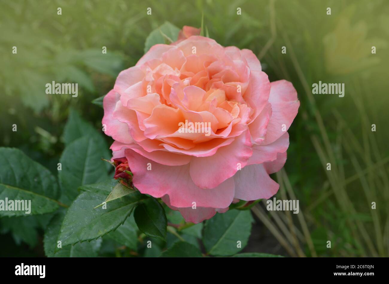 Rose petel change from yellow to pink. Rose Mango growing outdoor Stock ...