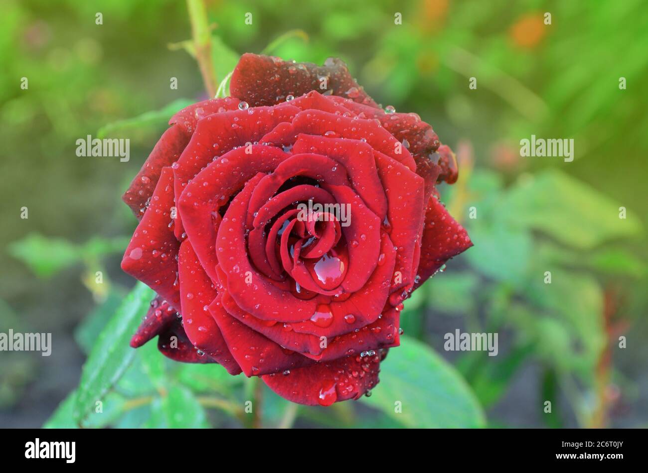 Natural red roses background. Red rose flower background Stock Photo ...