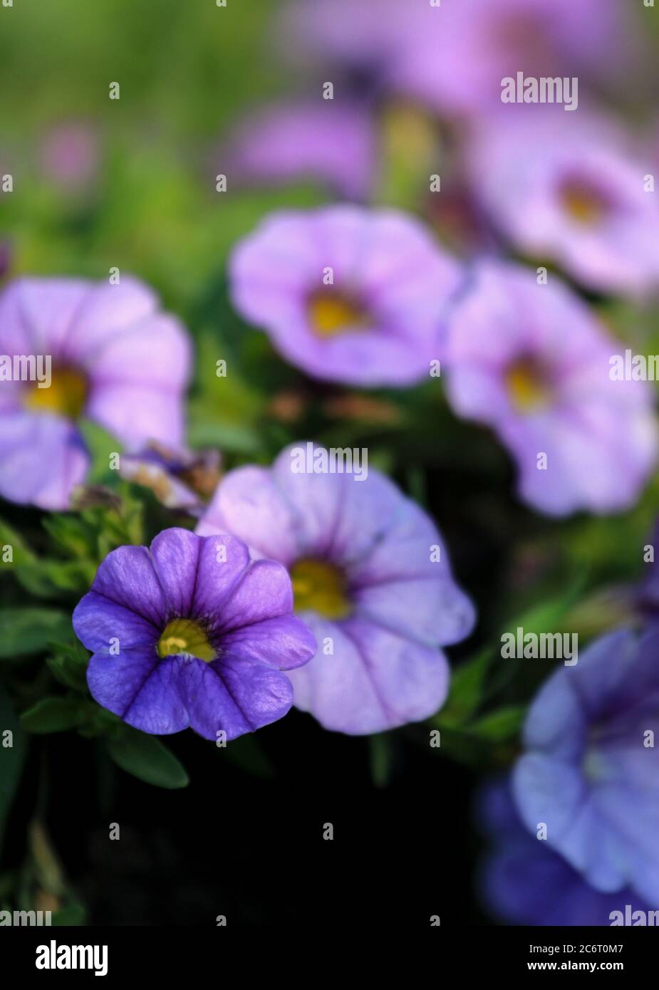 Purple flowers of Calibrachoa Heart Purple cultivar at a garden shop ...