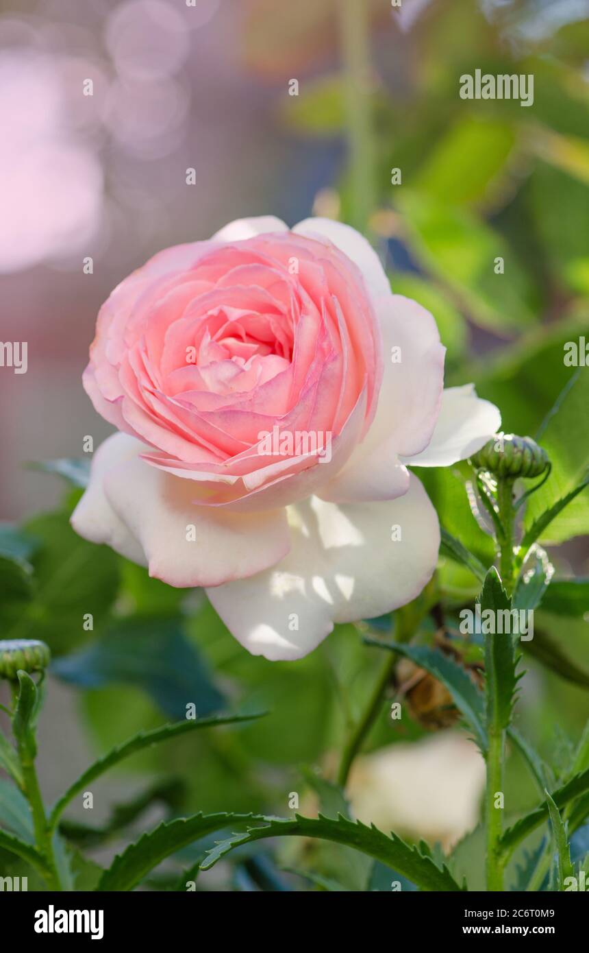 Buds of white and pink roses blossoming on a bush. Bush of white and ...