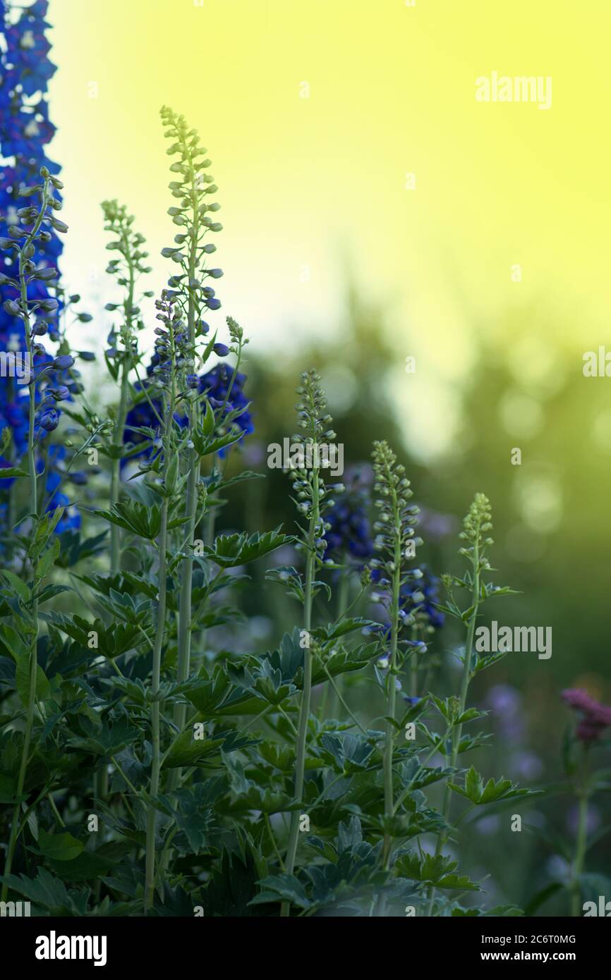 Delphinium blue grows in the garden. Double delphinium blue flower ...