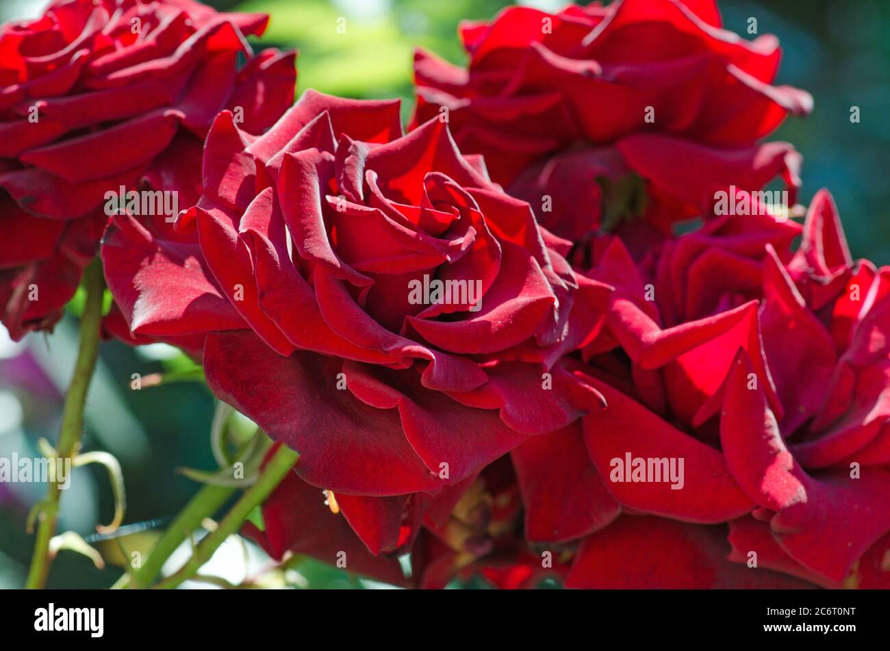 Red rose flower background. Red roses on a bush in a garden. Red rose ...