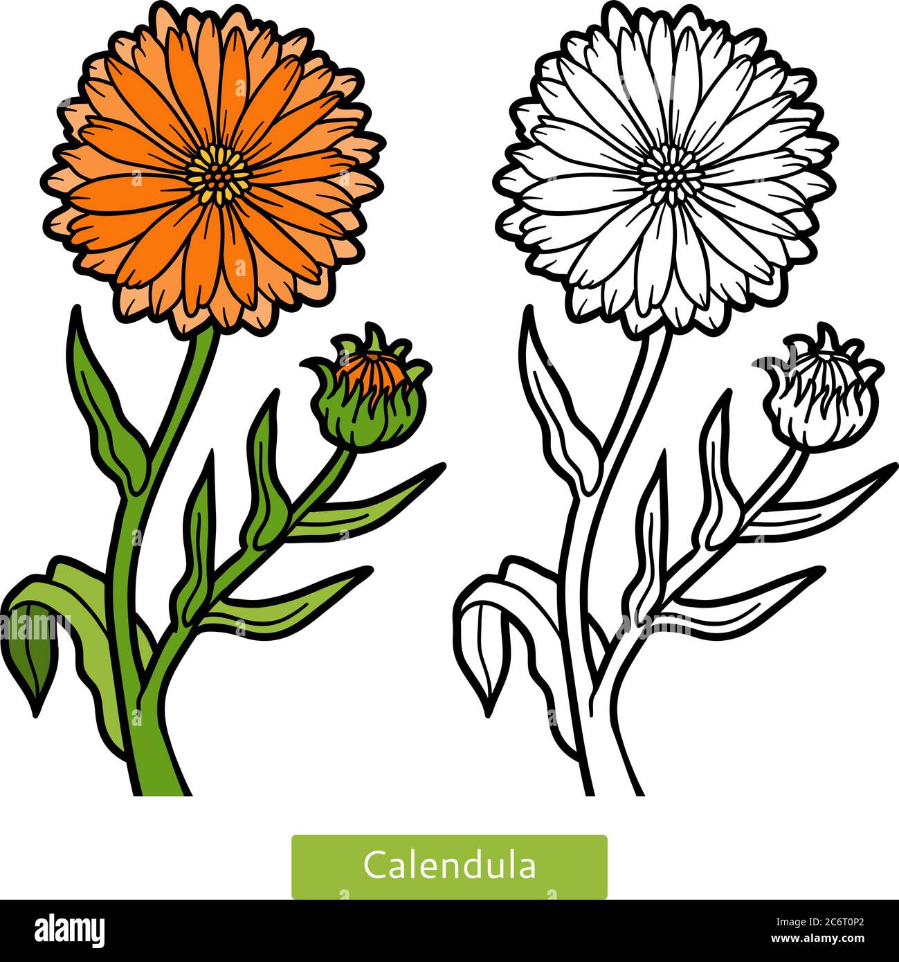Coloring book for children, flower Calendula Stock Vector Image & Art ...